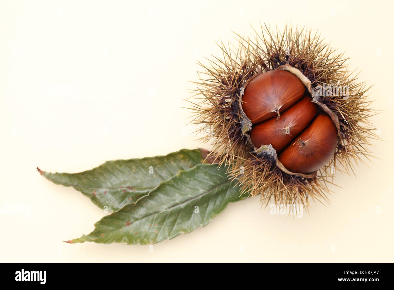 Single brown chestnut on Cut Out Stock Images & Pictures - Alamy