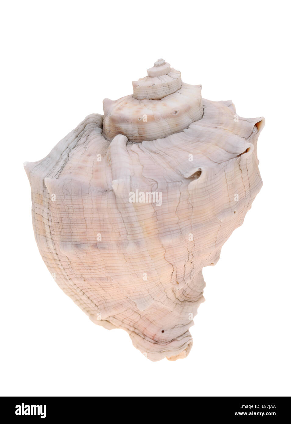 Spiny sea creature hi-res stock photography and images - Alamy