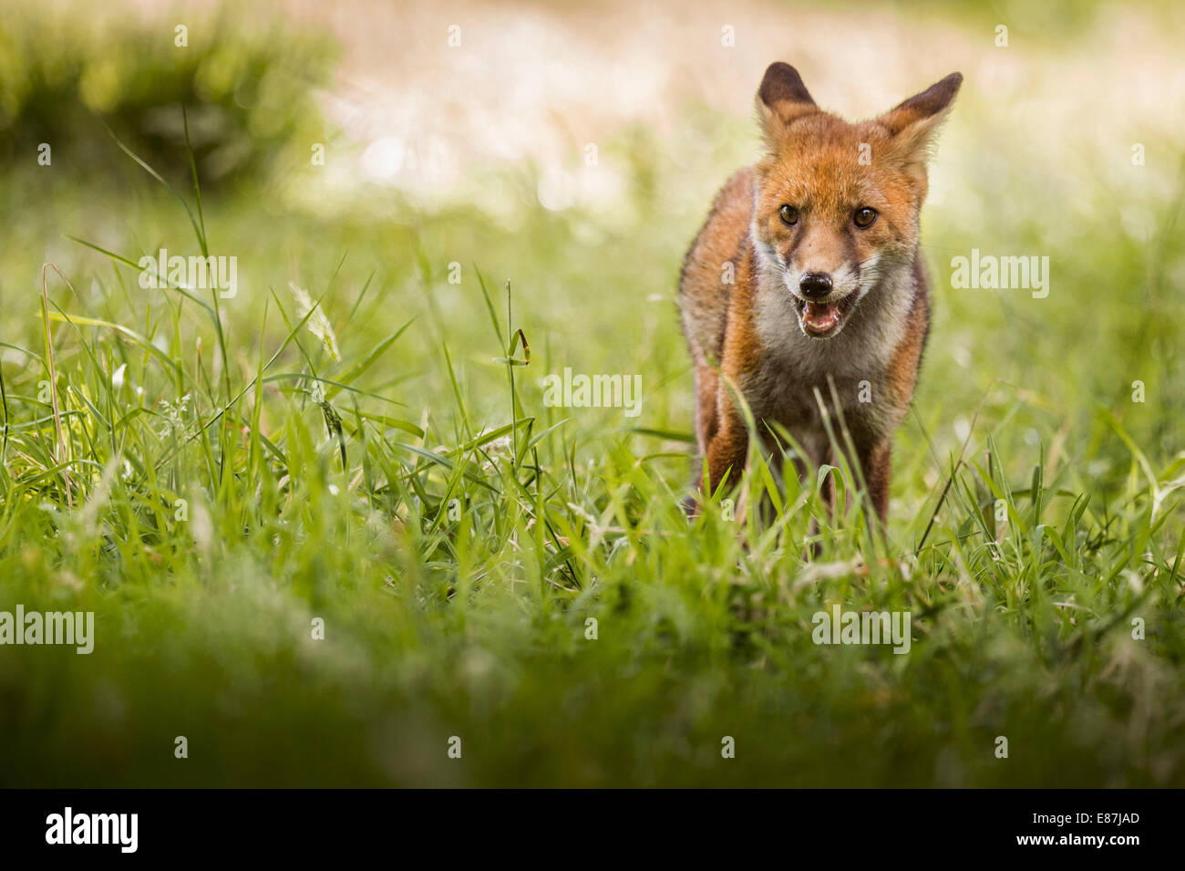 Red fox tongue hi-res stock photography and images - Alamy
