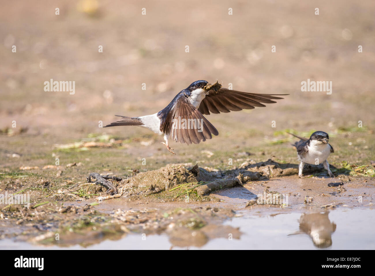 Flying house martin hi-res stock photography and images - Alamy