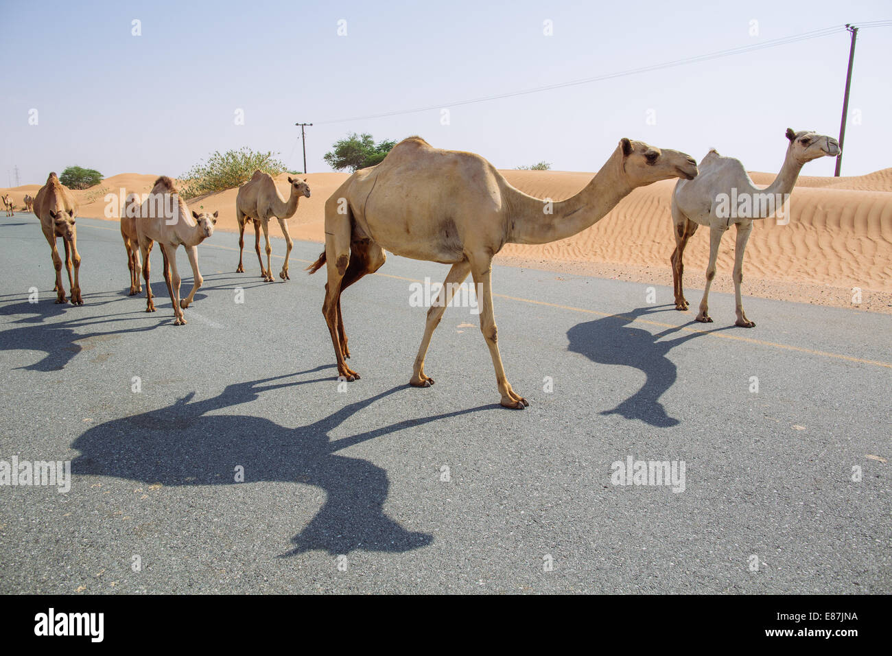 Camels walking on road hi-res stock photography and images - Alamy
