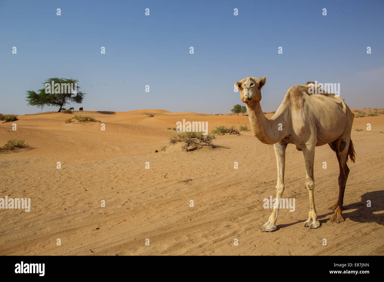 Uae camel desert hi-res stock photography and images - Alamy