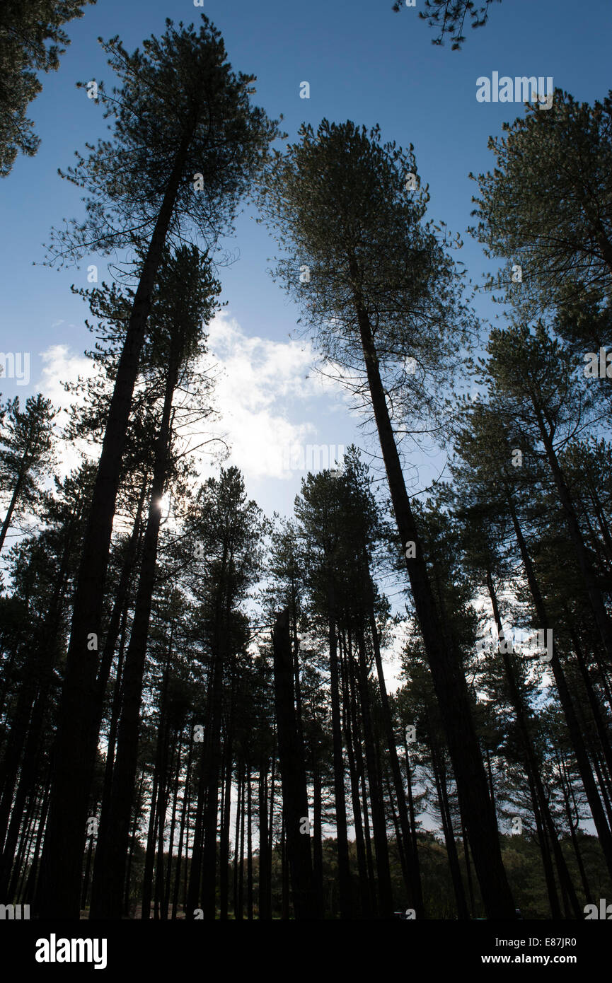 Forest sky treetops hi-res stock photography and images - Alamy