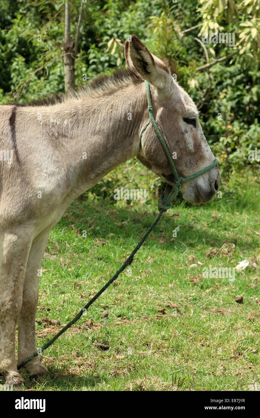 A Jerusalem Donkey in a farmers pasture in Cotacachi, Ecuador Stock ...