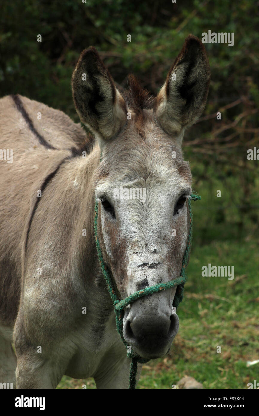 A Jerusalem Donkey in a farmers pasture in Cotacachi, Ecuador Stock ...