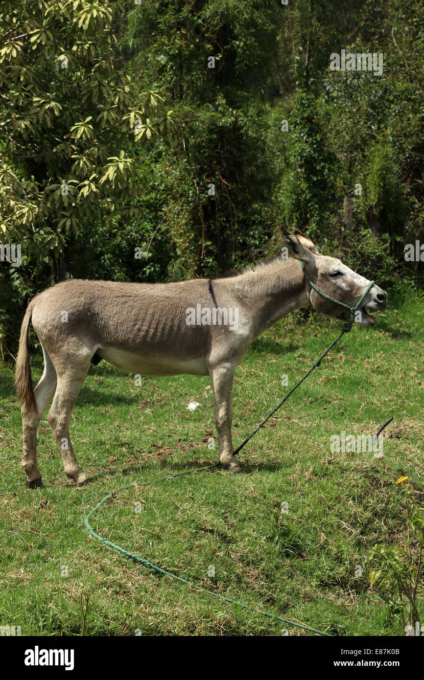 A Jerusalem Donkey in a farmers pasture in Cotacachi, Ecuador Stock ...