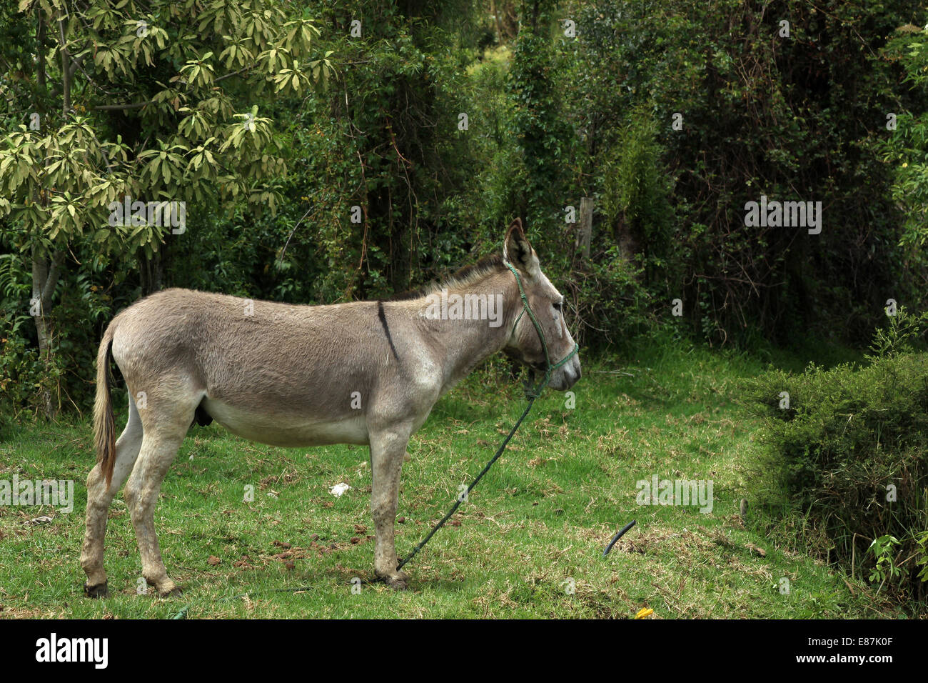 A Jerusalem Donkey in a farmers pasture in Cotacachi, Ecuador Stock ...