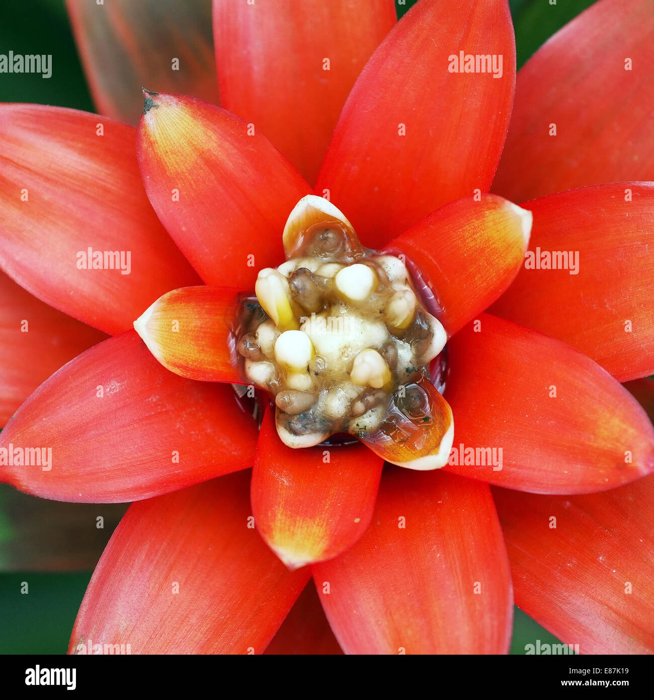 Closeup of the beautiful guzmania magnifica flower Stock Photo - Alamy