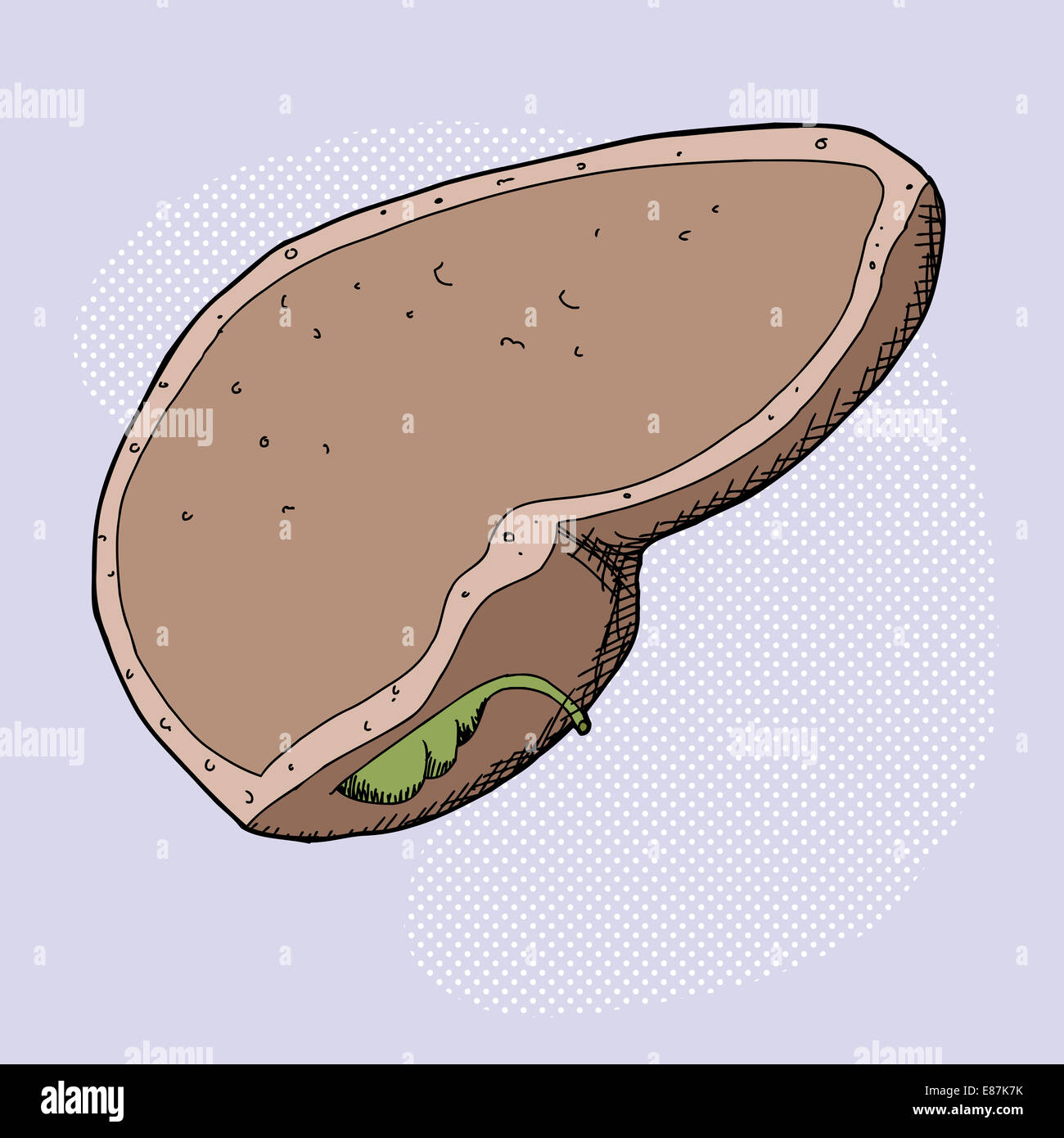 Human liver cross section hi-res stock photography and images - Alamy