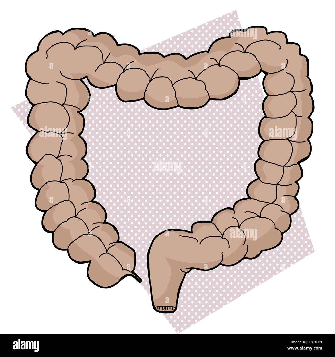 Hand drawn human large intestine hi-res stock photography and images ...