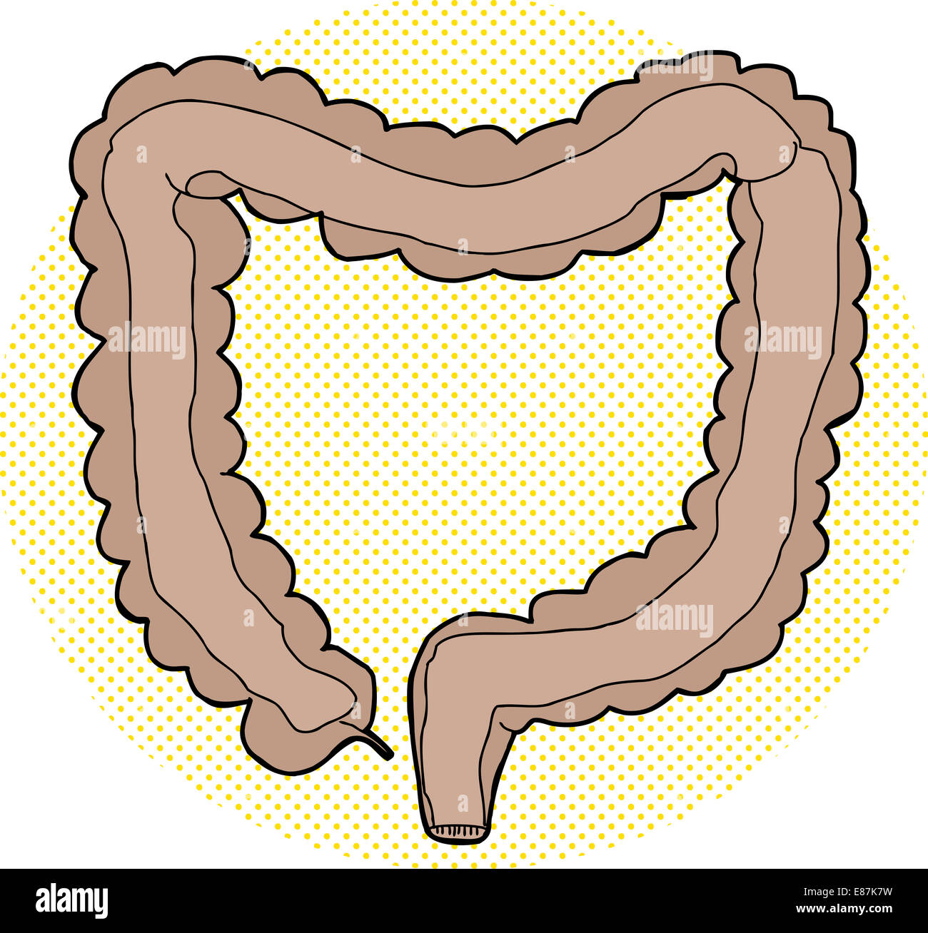 Hand drawn human large intestine hi-res stock photography and images ...