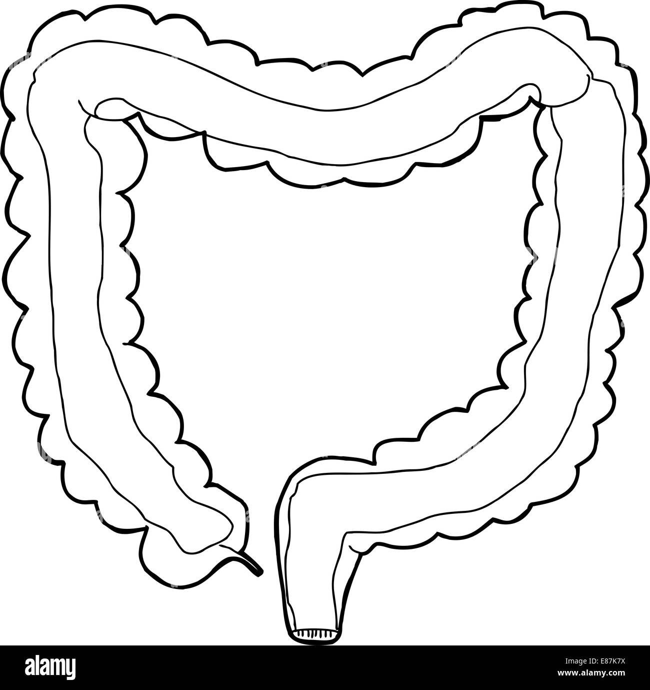 Outlined single human large intestine cartoon on white Stock Photo - Alamy