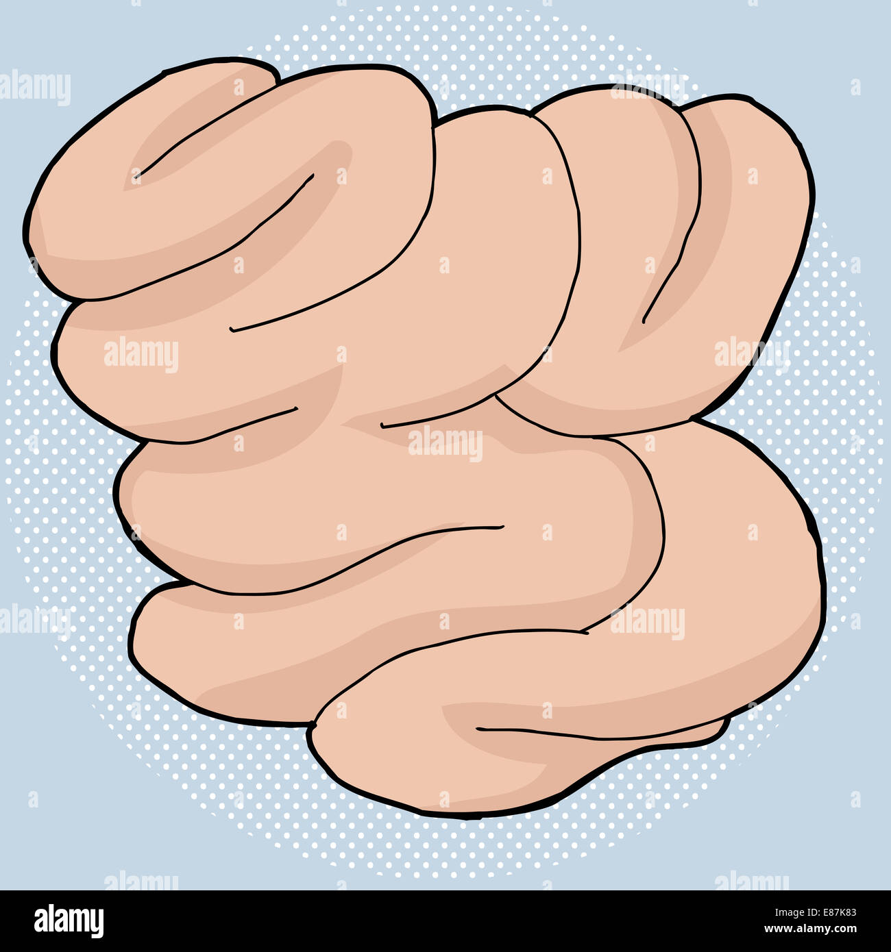 Human small intestine hi-res stock photography and images - Alamy