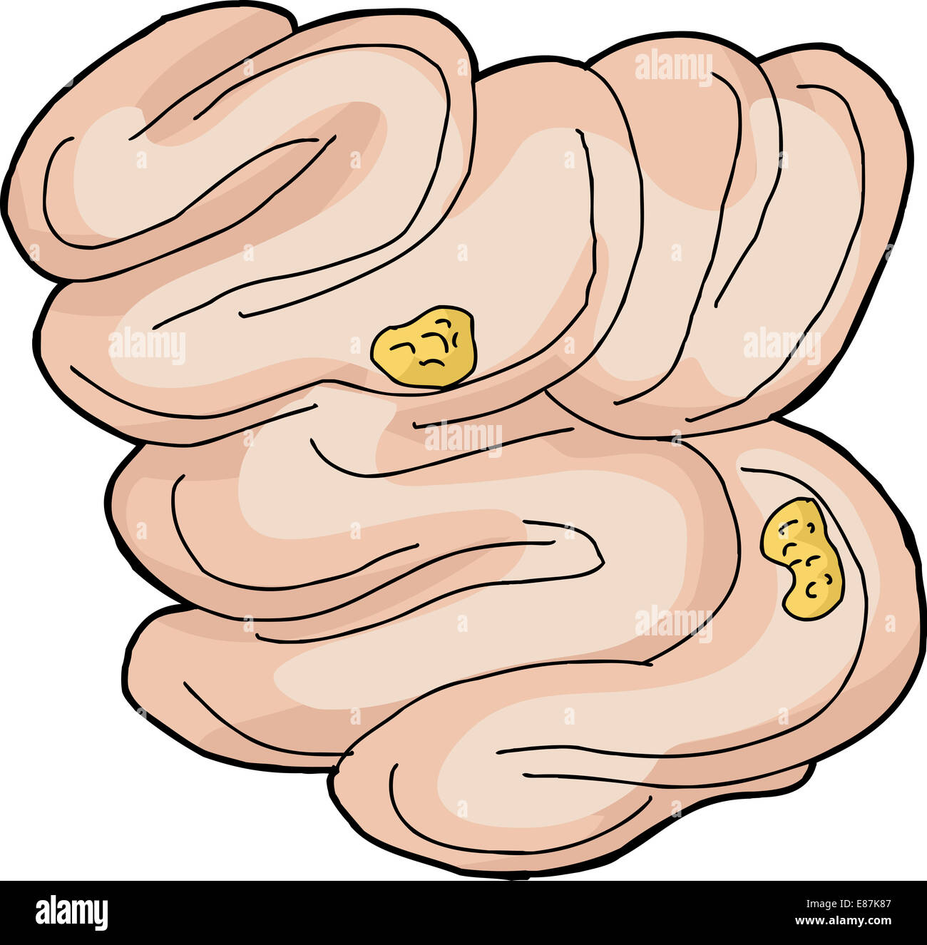 Small intestine cross section hi-res stock photography and images - Alamy