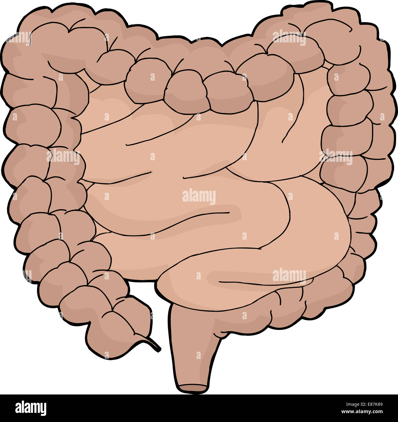 Isolated cartoon human digestive tract over white background Stock ...