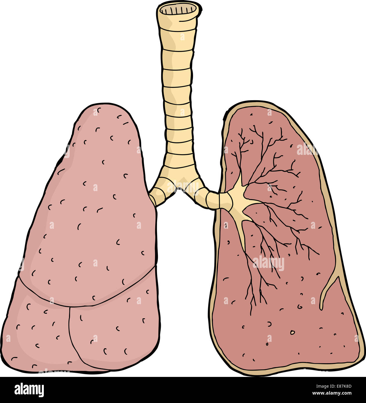 Cross section of the lungs hi-res stock photography and images - Alamy