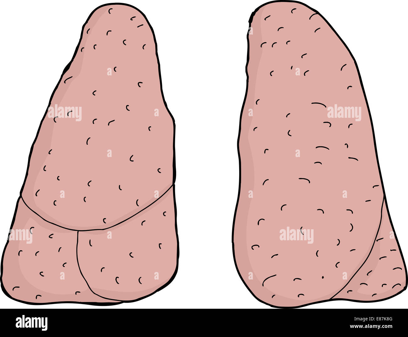 Pair of cartoon human lungs over white background Stock Photo - Alamy