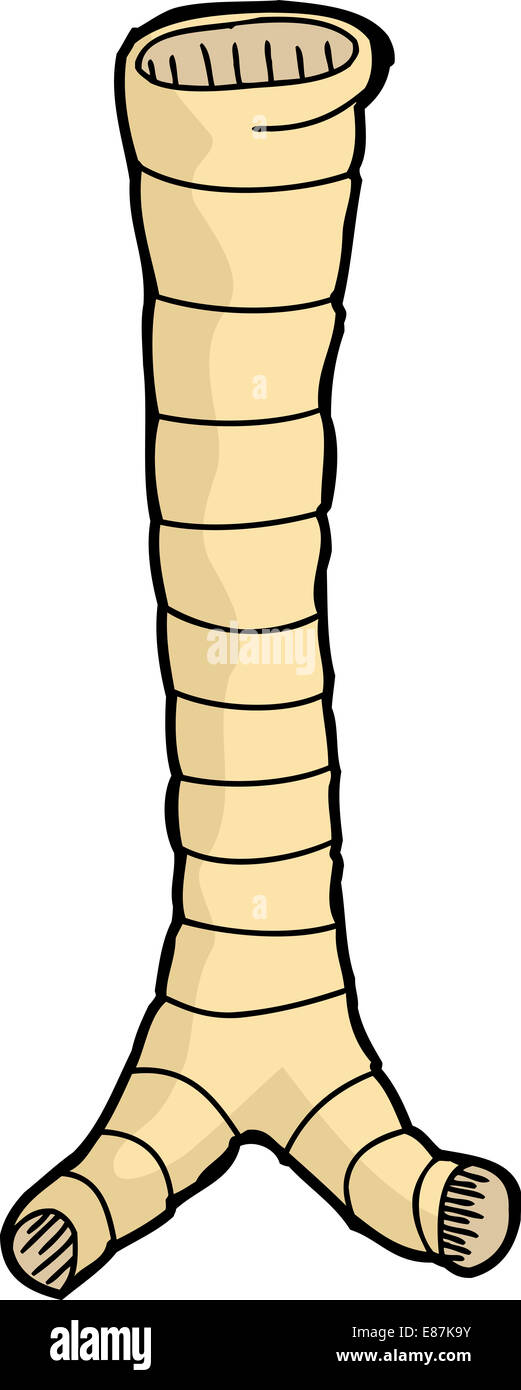 Human trachea hi-res stock photography and images - Alamy