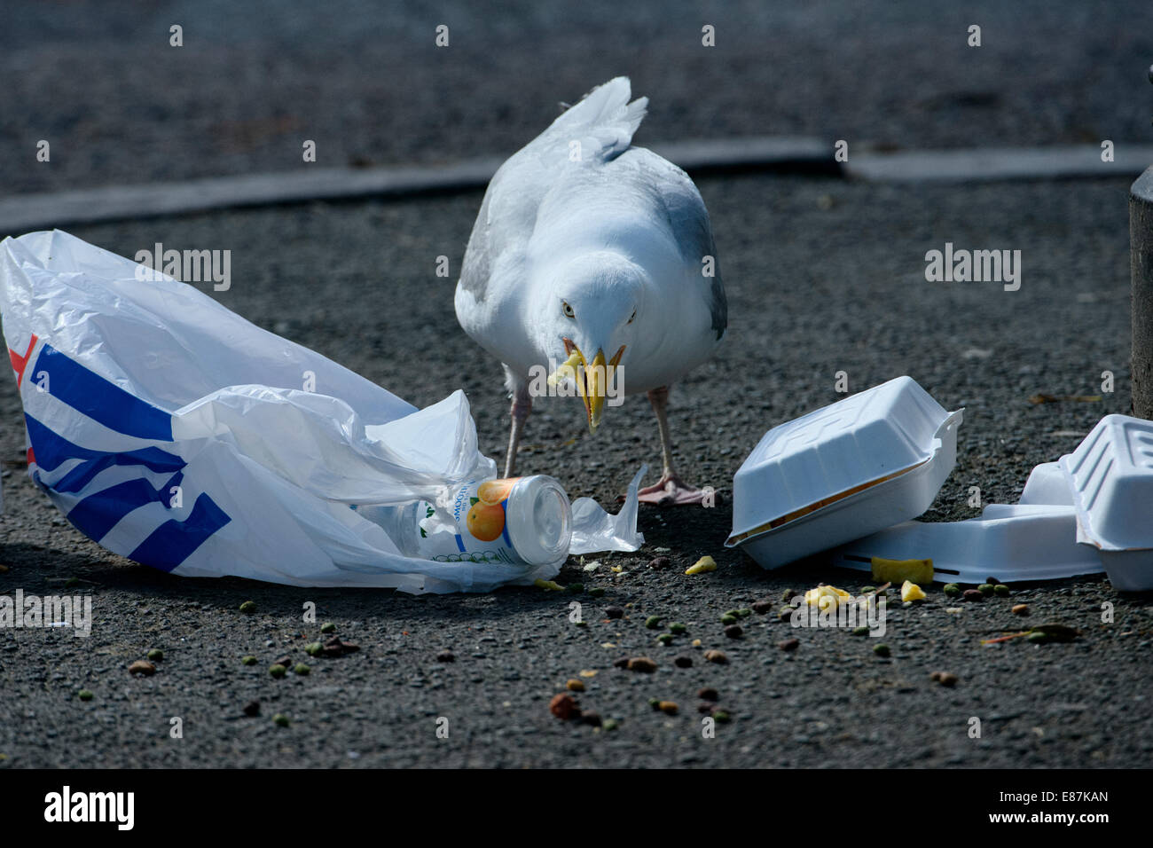 Seagull chips hi-res stock photography and images - Alamy
