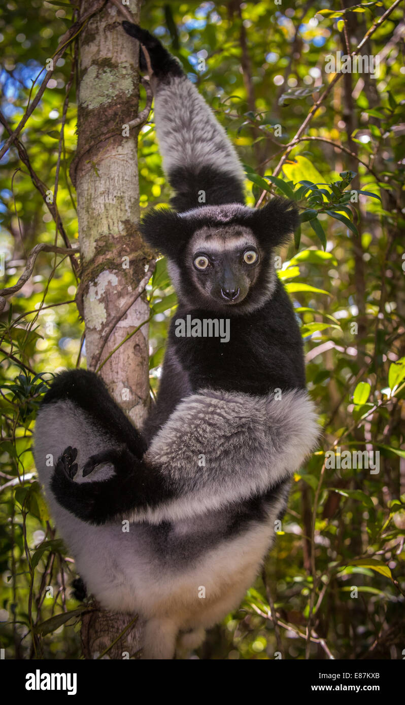 Indri, the largest lemur of Madagascar Stock Photo - Alamy
