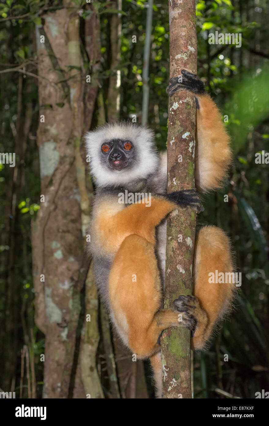 Golden Sifaka, dancing lemur of Madagascar Stock Photo - Alamy