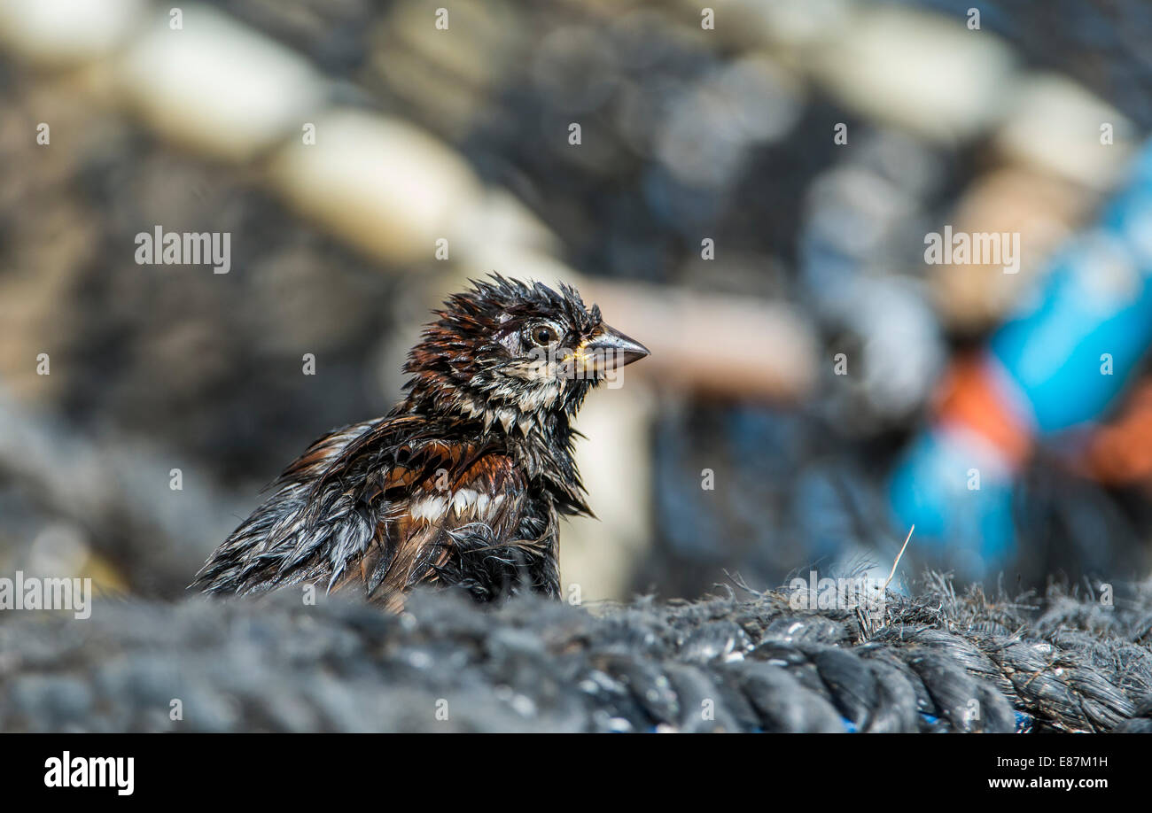 Wet feathers High Resolution Stock Photography and Images - Alamy