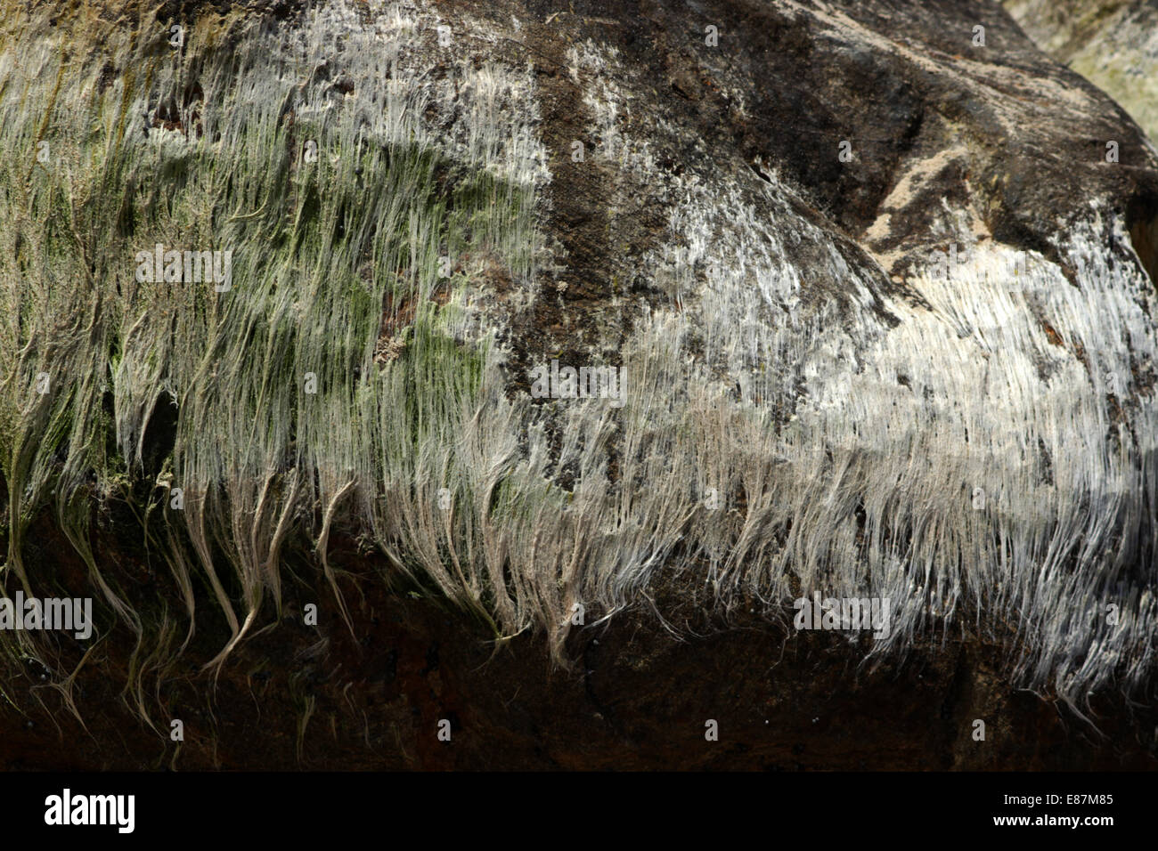 Lichen in sun on rock hi-res stock photography and images - Alamy