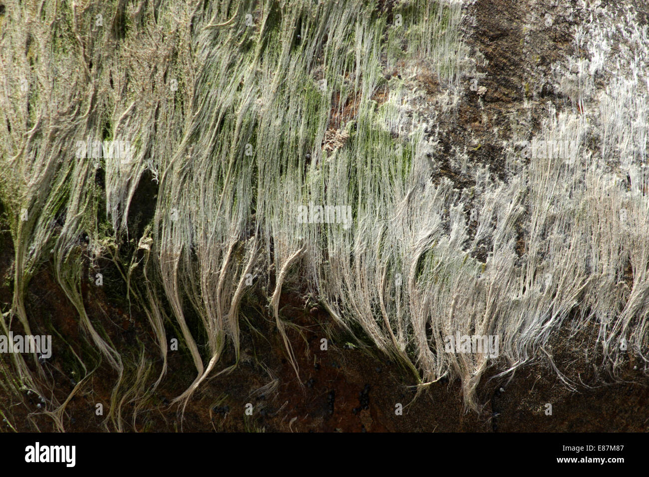 Algae on rock river hi-res stock photography and images - Alamy