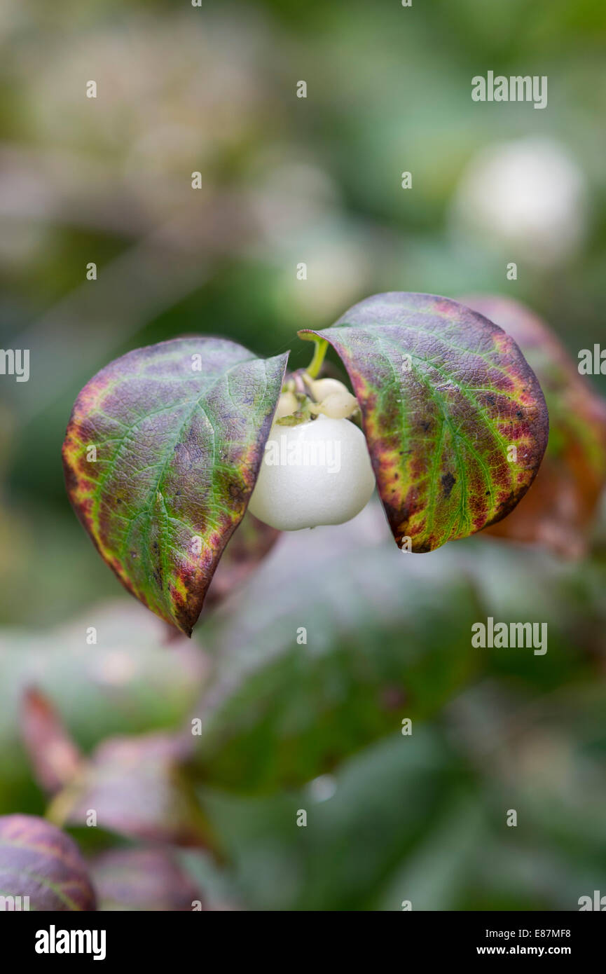 Symphoricarpos albus. Common Snowberry in autumn Stock Photo - Alamy