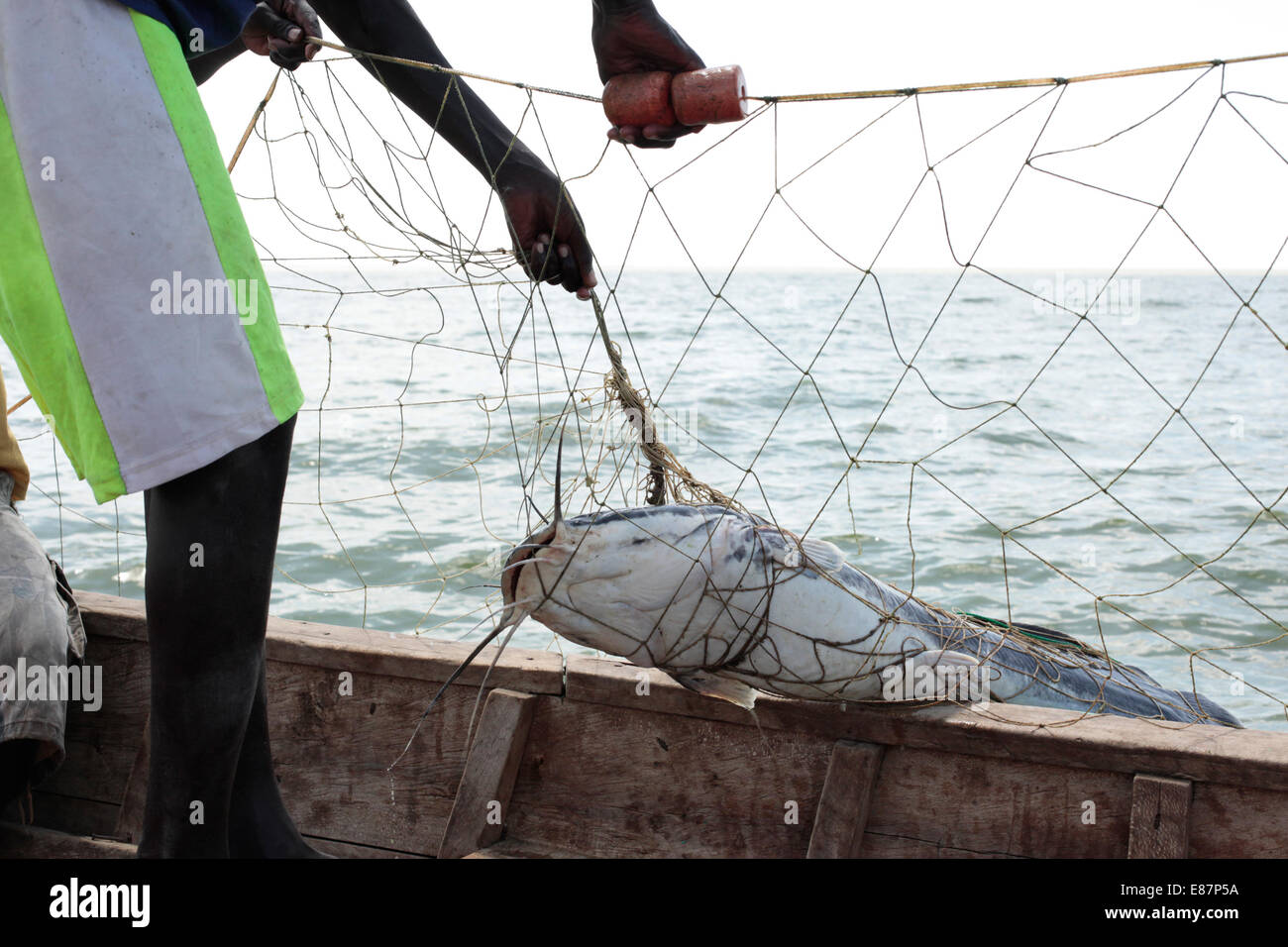 A fresh water fish catch at Omo River, as one of the water source for ...