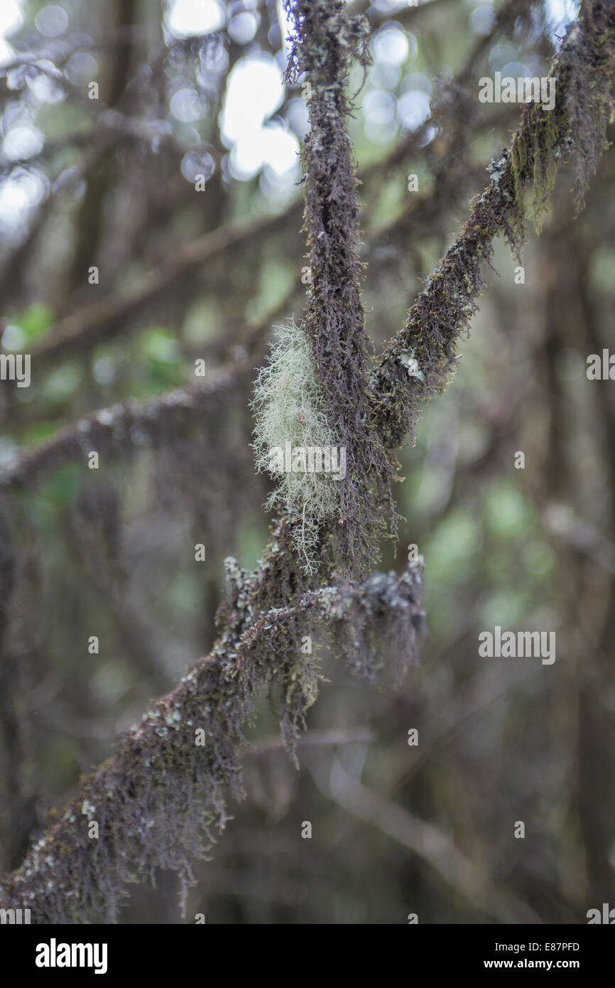 La Gomera, Canary Islands. giant heather forest Stock Photo - Alamy
