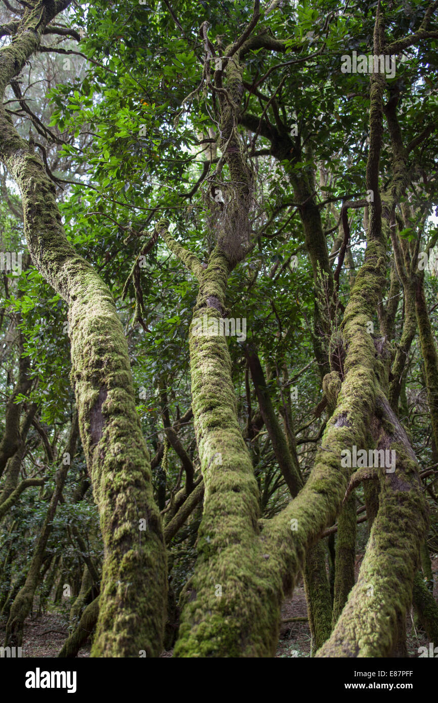 La Gomera, Canary Islands giant heather forest Stock Photo - Alamy
