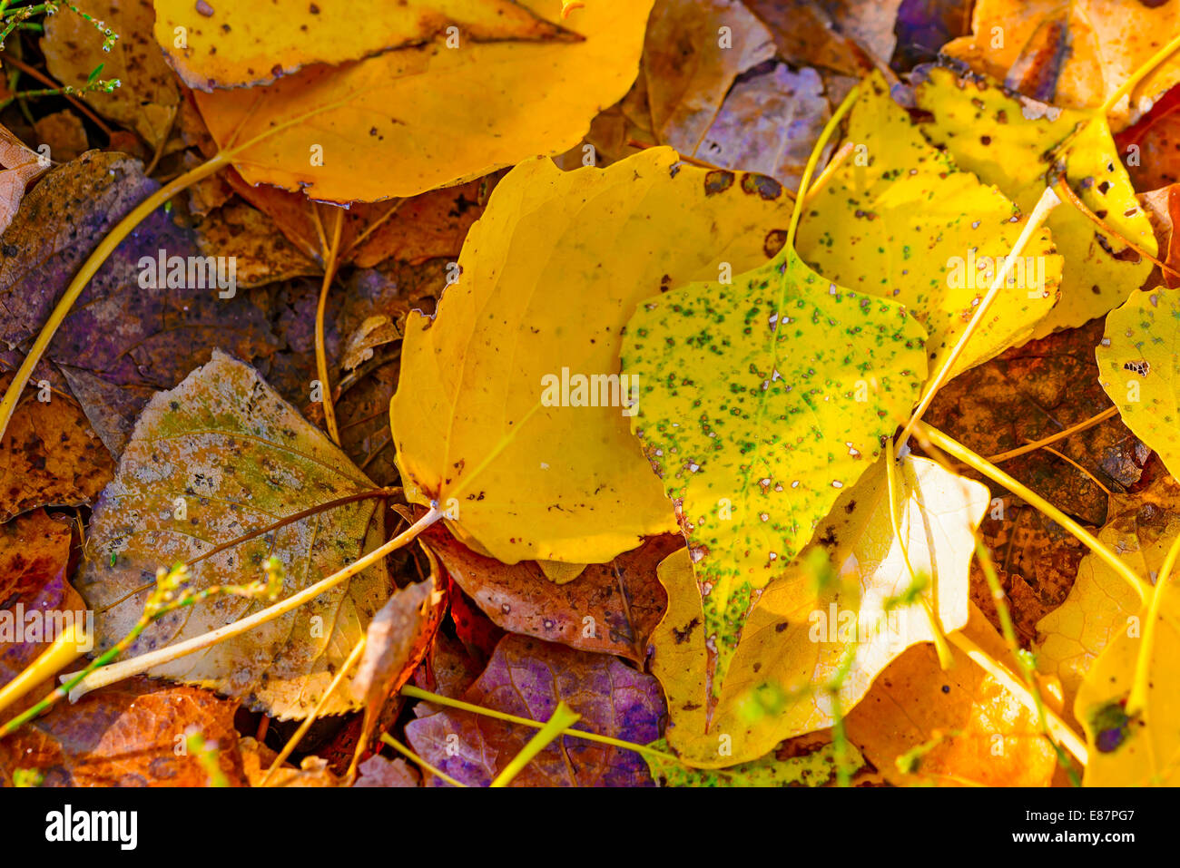 Yellow poplar hi-res stock photography and images - Alamy