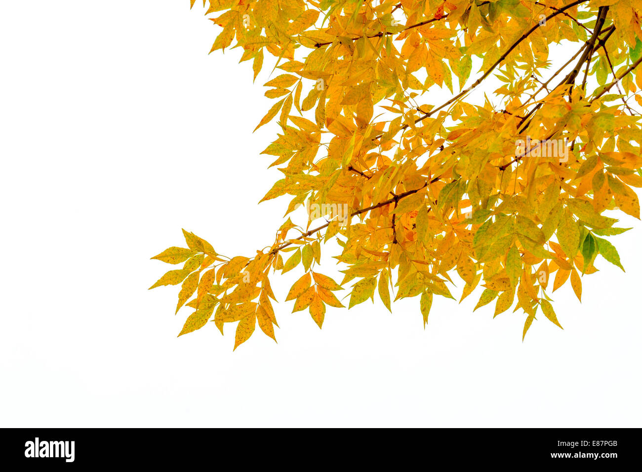 Ash tree branch with yellow leaves in autumn, isolated on white ...