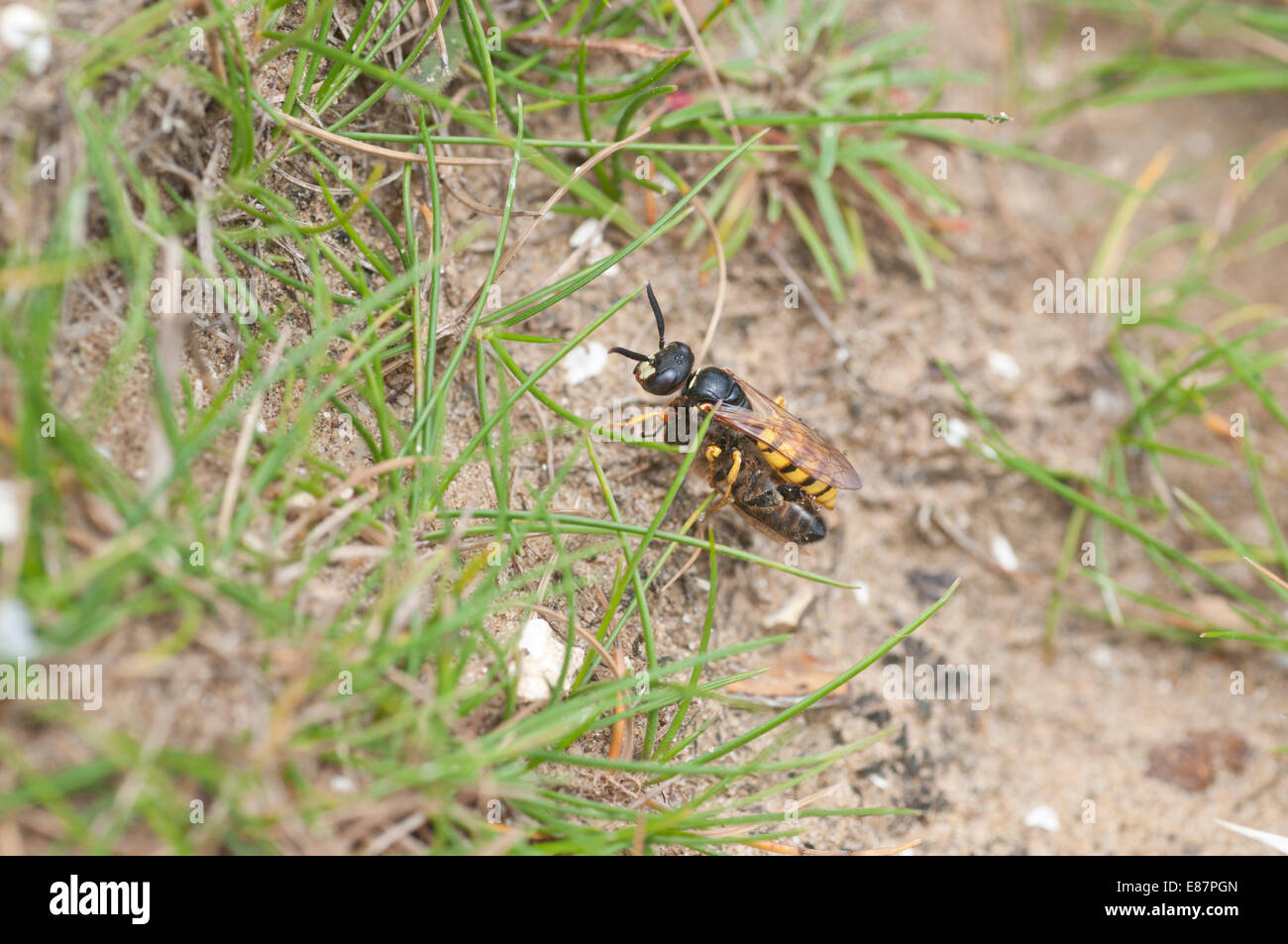 Bee Wolf carrying its prey across some sandy ground at Seaford Head ...