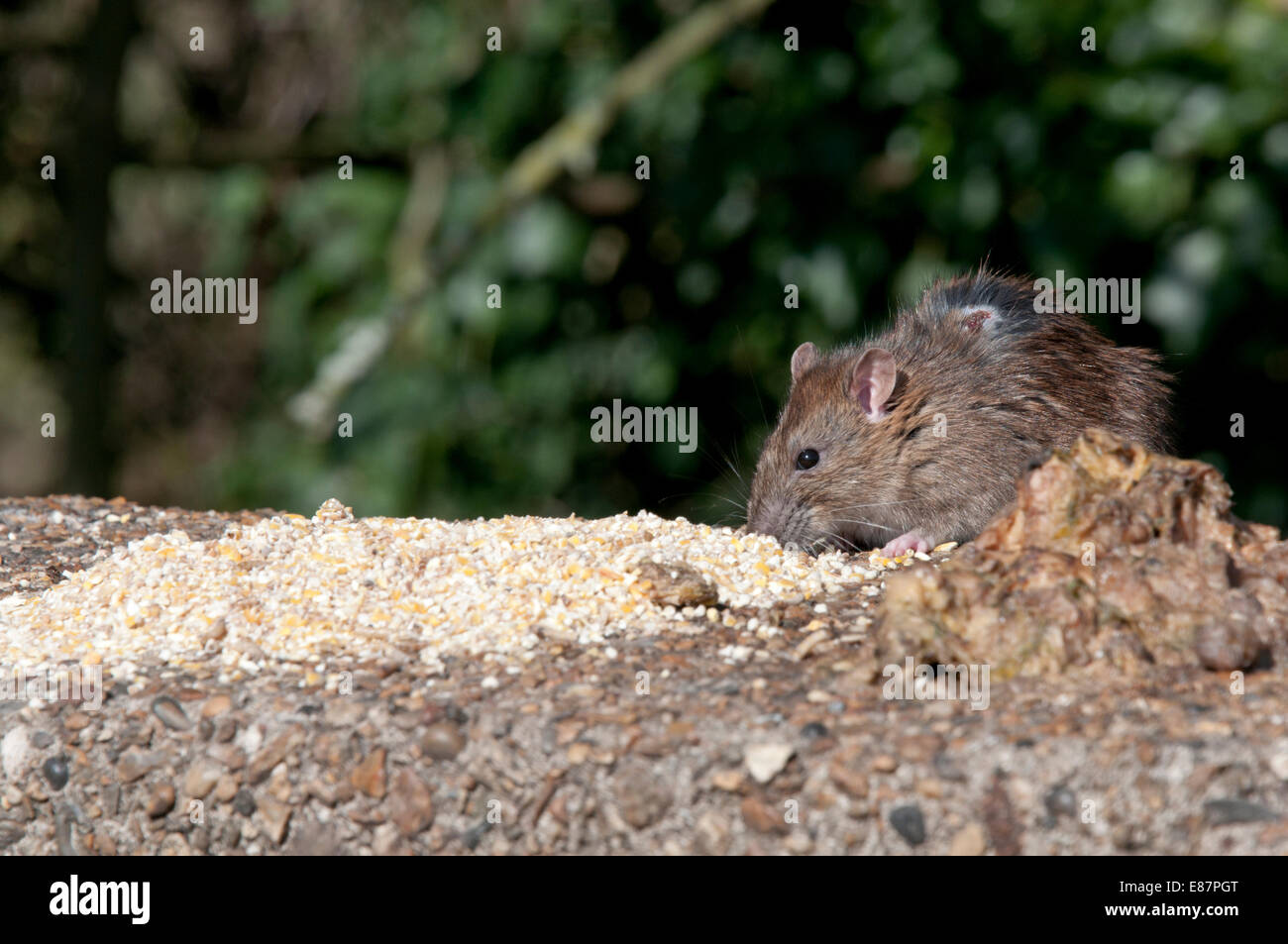 Brown Rat feeding on seed left for birds at Cadmore Lane Bridge ...