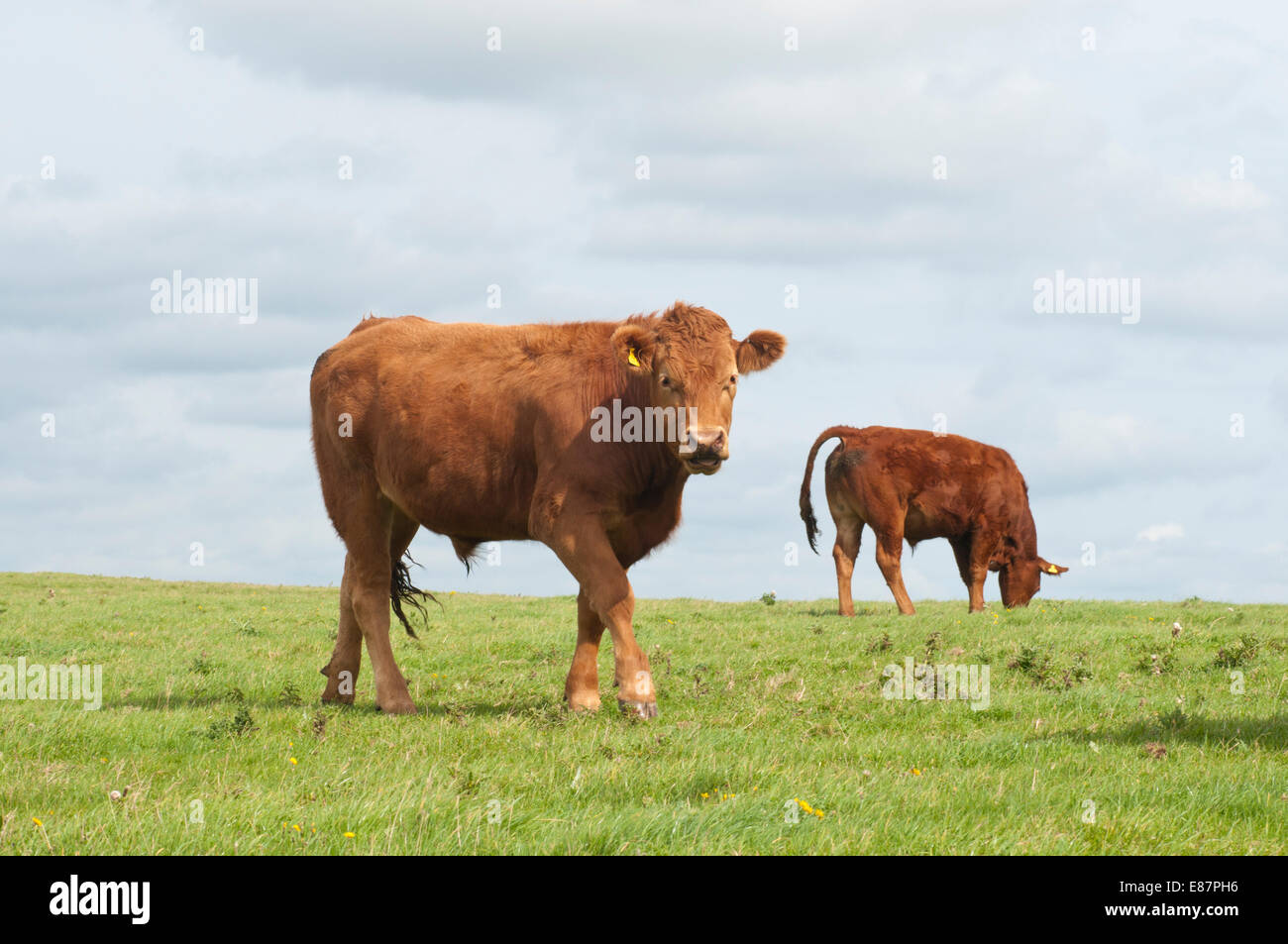 Part of a small head of Sussex cattle grazing on the ridge leading to ...