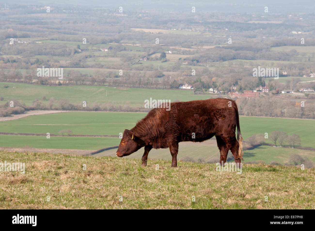 Sussex cattle hi-res stock photography and images - Alamy
