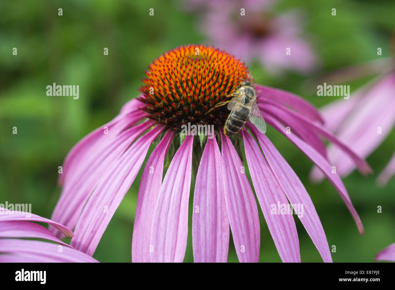 Purple coneflower(Echinacea purpurea) with honey bee Eden Project ...