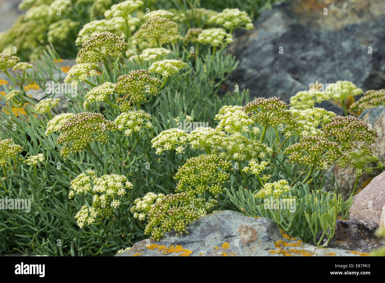 Crithmum maritimum hi-res stock photography and images - Alamy