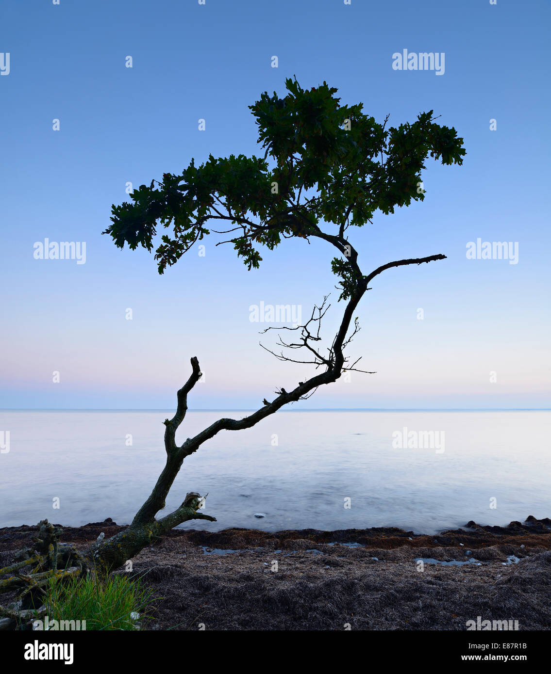 Tree remains hi-res stock photography and images - Alamy