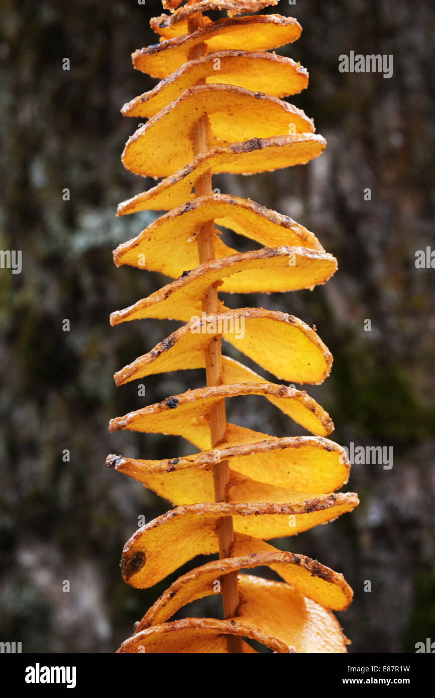 Spiral potato Chips on a skewer Stock Photo - Alamy