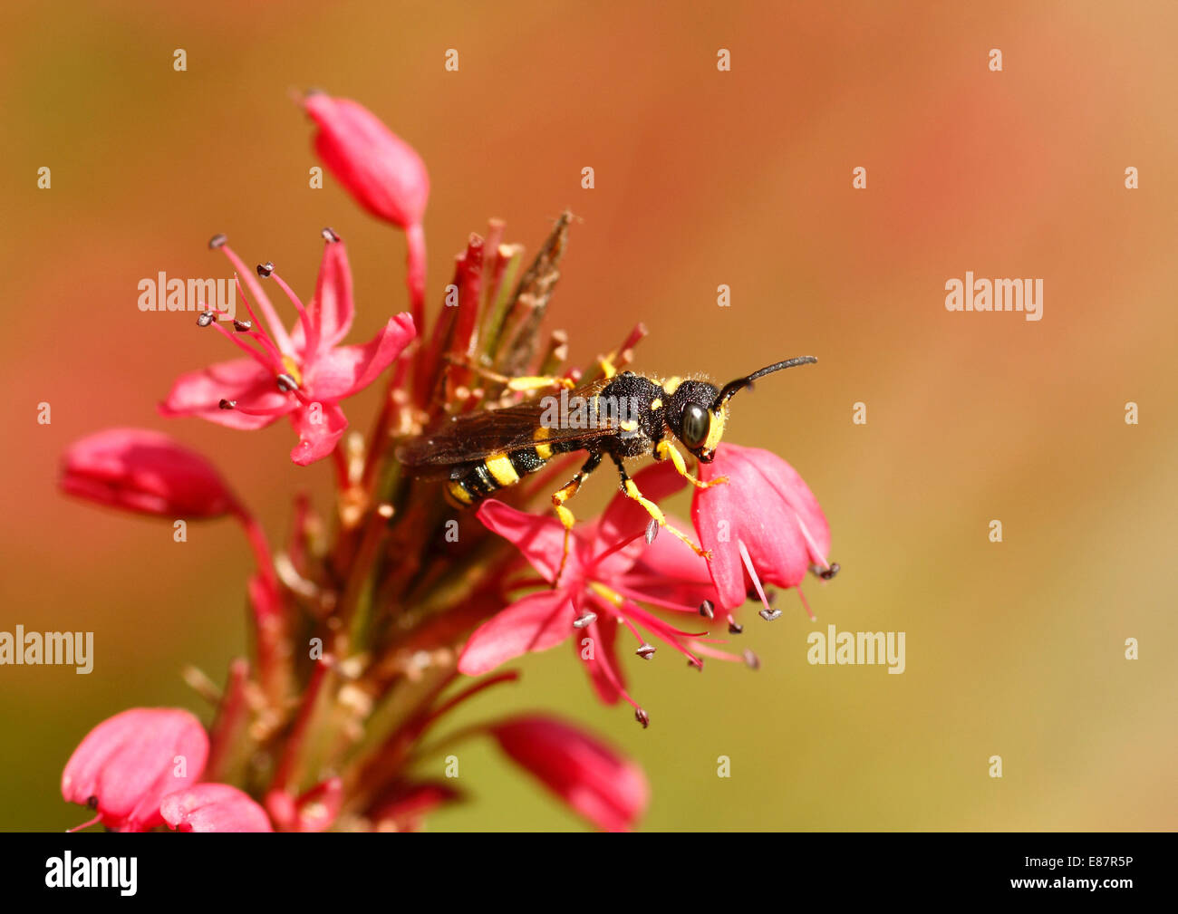 Field Digger Wasp (Mellinus arvensis) on Red Bistort (Polygonum ...