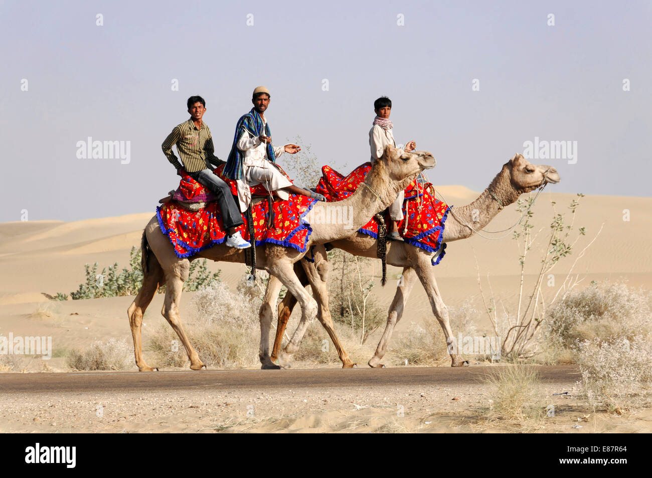 Camel riders travelling in the Thar Desert, Sam, near Jaisalmer ...