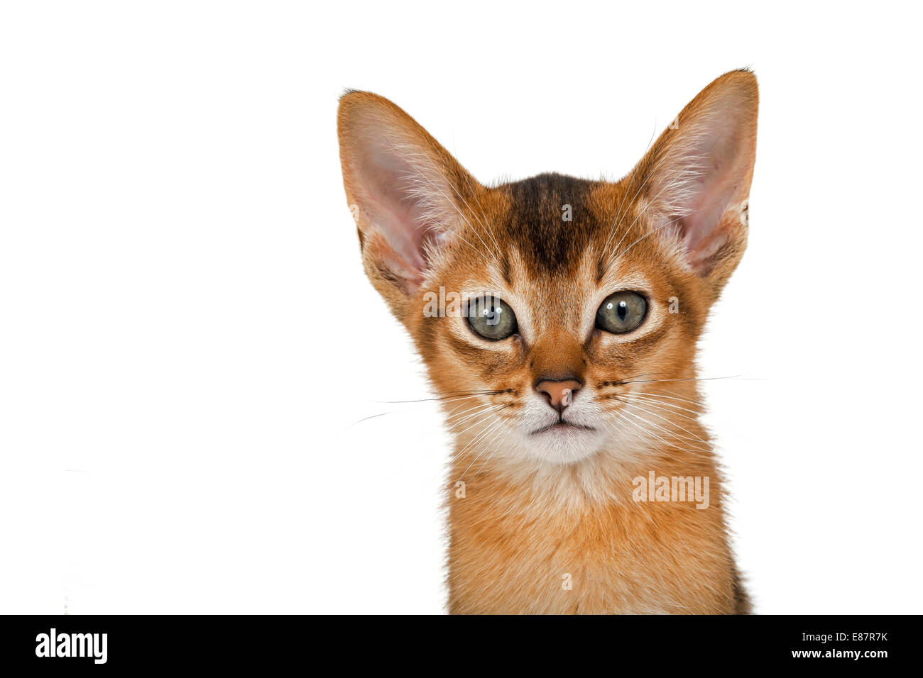 Abyssinian white eyes hi-res stock photography and images - Alamy