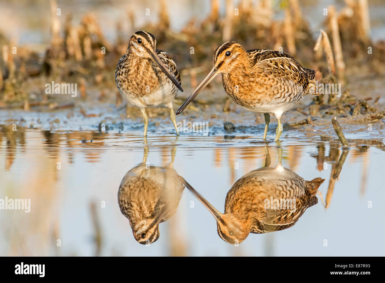 Common Snipes (Gallinago gallinago), snipe species, pair, reflections ...