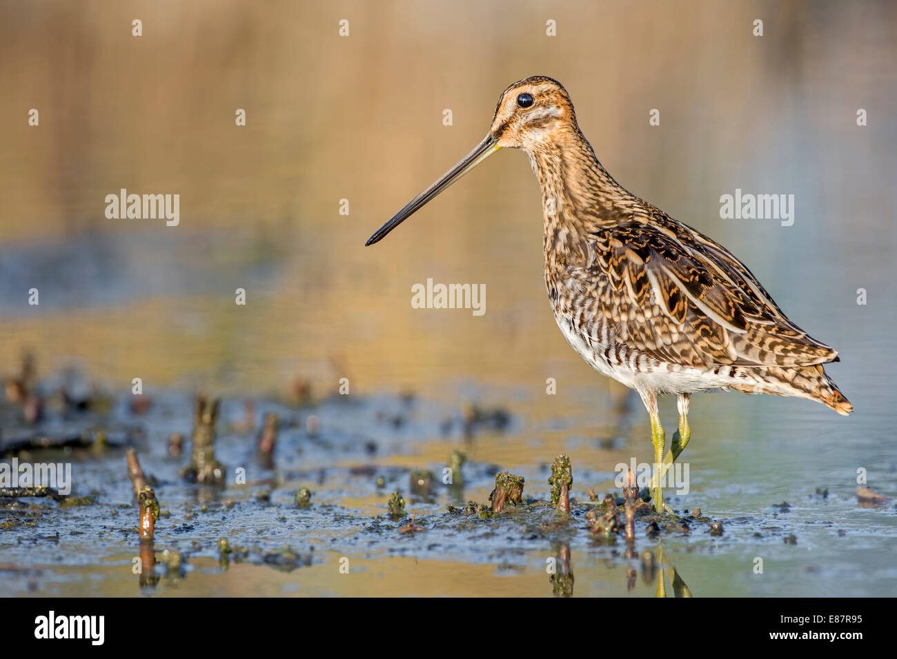 Common Snipe (Gallinago gallinago), snipe species, wetlands, Middle ...
