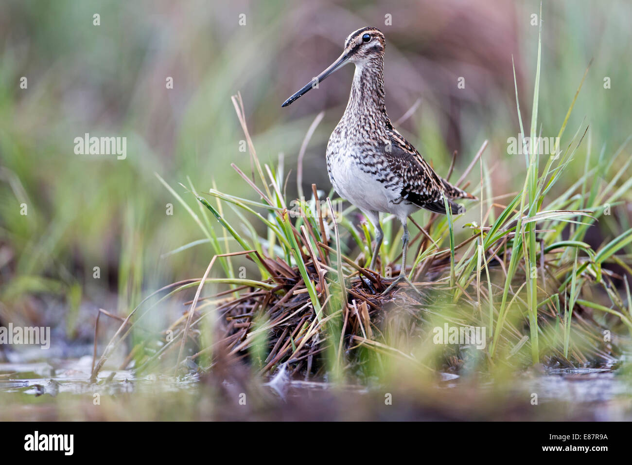 Common Snipe (Gallinago gallinago), snipe species, in its habitat ...
