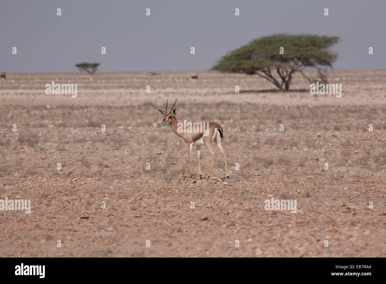 Arabian oryx oryx leucoryx arabian hi-res stock photography and images ...