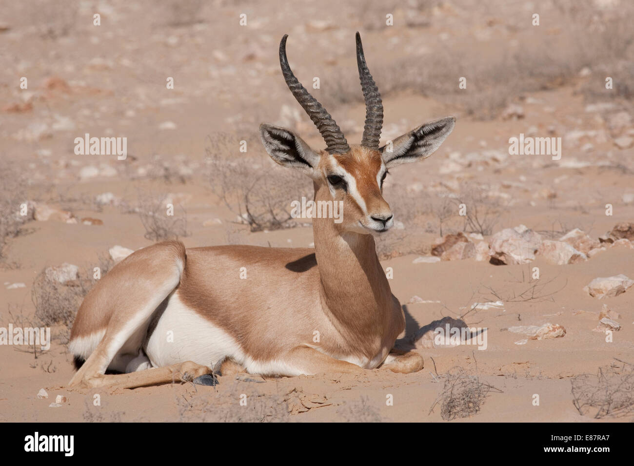 Arabian oryx oryx leucoryx arabian hi-res stock photography and images ...